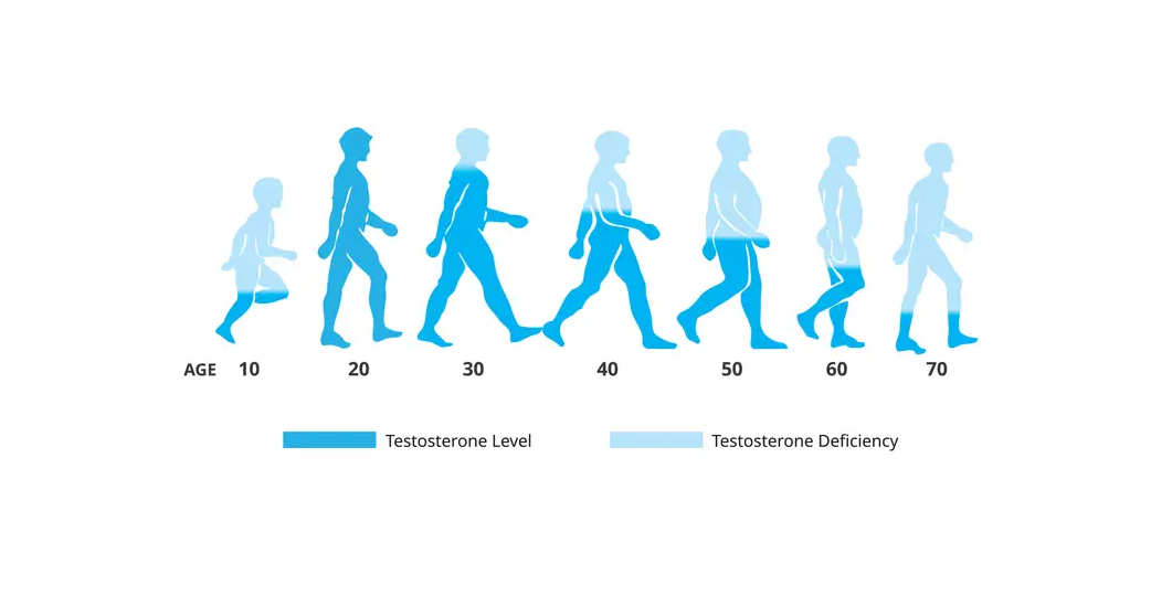 Testosterone: The Hormone Behind Masculinity and Overall Health (by ...